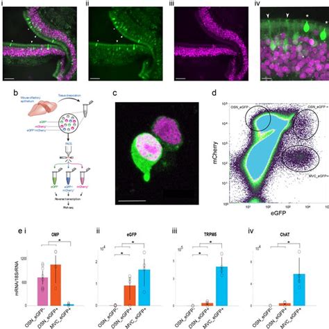 Fluorescence Activated Sorting Facs Of Cells Isolated From The