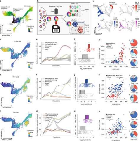 Validation Of Novel Stage Specific Hspc Differentiation Markers A Umap