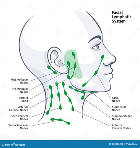 Woman Profile Facial Lymphatic System Nodes Vector Illustration