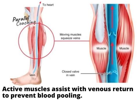 Blood Pooling Mock Questions Dissection L2 Anatomy Revision