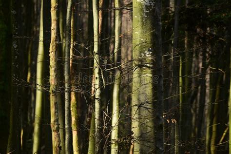 Rboles Secos Viejos En Bosque Del Oto O Bajo Luz Del Sol Imagen De