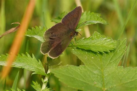 How To Spot Wildlife Wild Groombridge