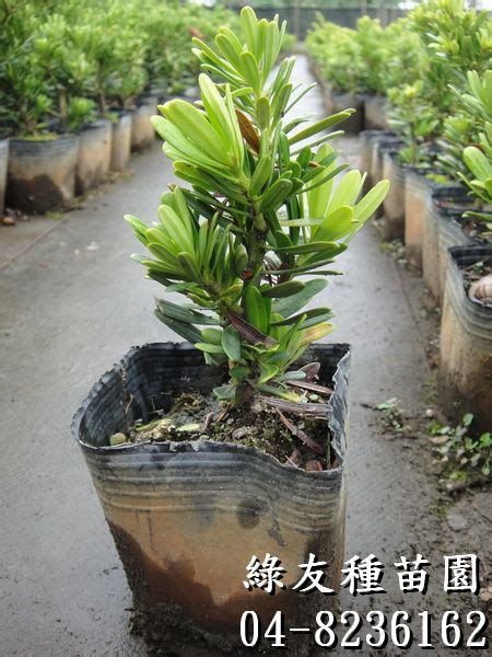 羅漢松 母 綠友種苗園