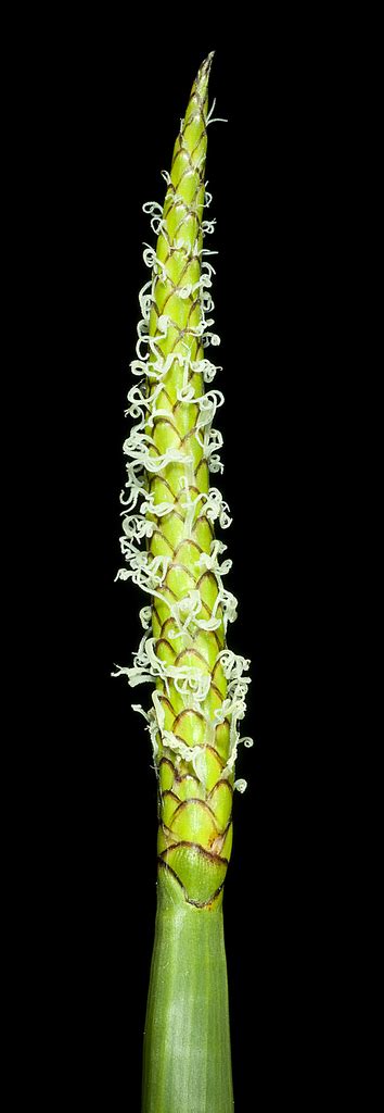 Sedges Cyperaceae Botanical Realm