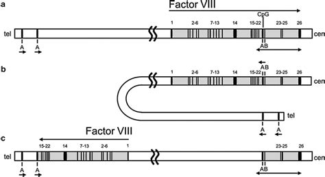 Coagulation Disorders Basicmedical Key