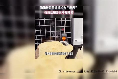 狗狗长期被前主人囚禁虐待，获救后被爱竟不知所措