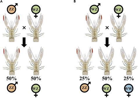 Crosses Of A Male And Female And B Intersex And Female Crayfish