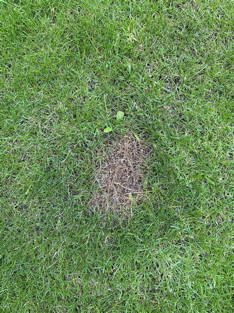 Whats Happening To My Grass Rgardeninguk