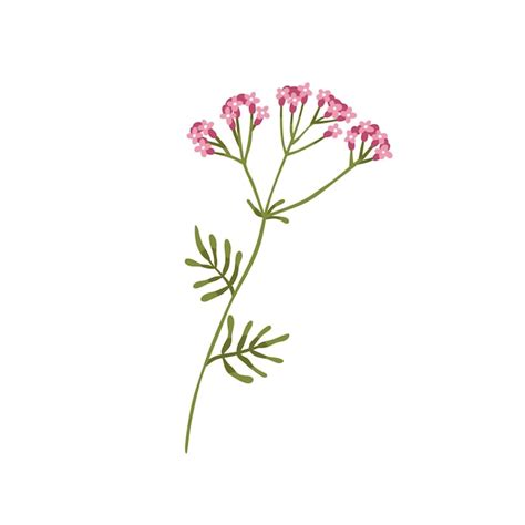 발레리안 꽃 야생 허브 Valeriana Officinalis 꽃 초본 식물 초원 약용 식물의 식물학 그림입니다 흰색
