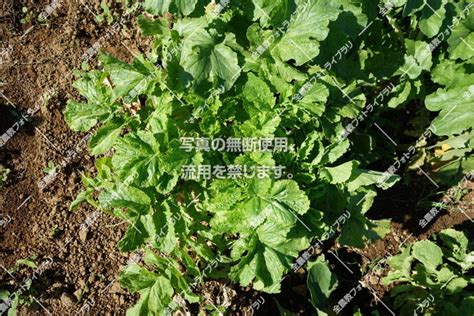 ダイコンモザイク病 全農教フォトライブラリ