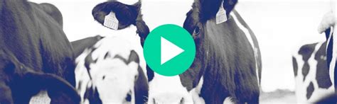 How We Built It Connecting Cows With LPWAN Technology Pangea