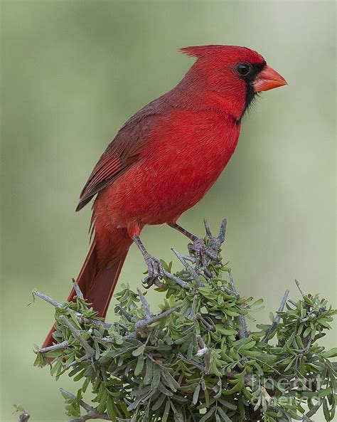 Cardinal On Tree Photograph By Barbara Rabek Fine Art America