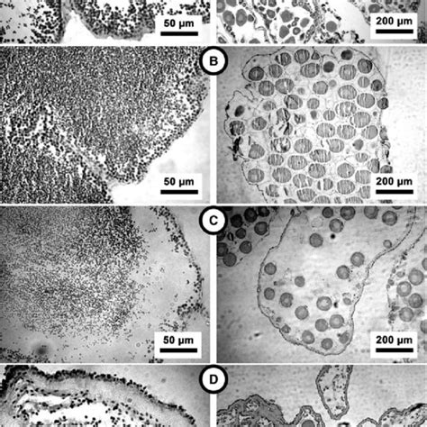 Histological Sections Of The Testes Left Panel And The Ovaries Right