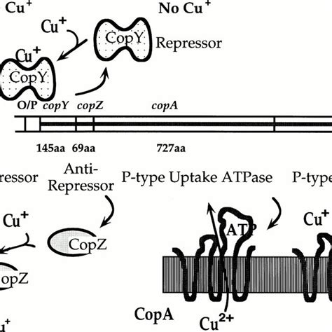 Transport And Regulation Of Copper In E Hirae The Copa And Copb
