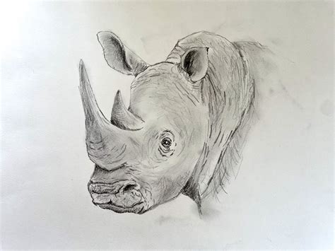 Rhino Drawing Artbase
