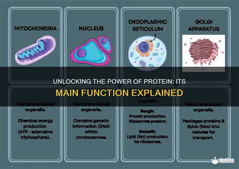 Unlocking The Power Of Protein Its Main Function Explained Medshun