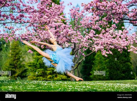 Ballerina In Blue Dress Under Cherry Blossom Battle Point Park