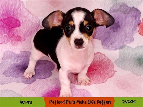 Black And White Chiweenie Puppies