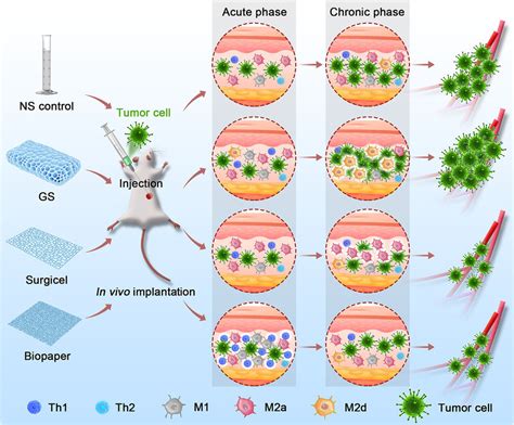 Schematic Illustration Of Immune Cell Hemostatic Material Interactions