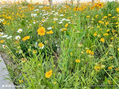 小菊摄影图花草生物世界摄影图库昵图网