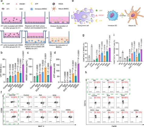 In Vitro Icd And Immunostimulation Triggered By Hdda Nbs A Schematic