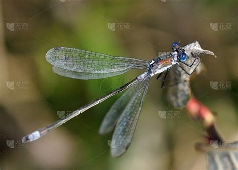 翡翠豆娘 海绵豆娘，在古北界分布广泛。它通常被称为翡翠豆娘或普通展翅。雄性和雌性都有金属色的绿色。