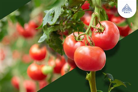 Expert Tips To Maximize Tomato Yields Nacl