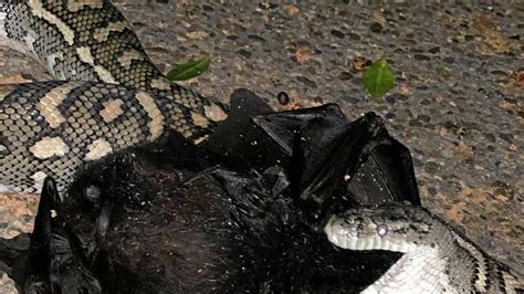 Photos Python Makes A Meal Out Of Flying Fox The Courier Mail