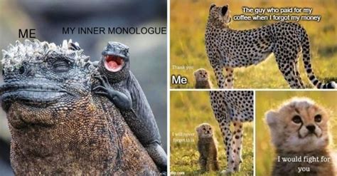 Wholesome Animal Memes To Start The Week Off Pawfectly January 31