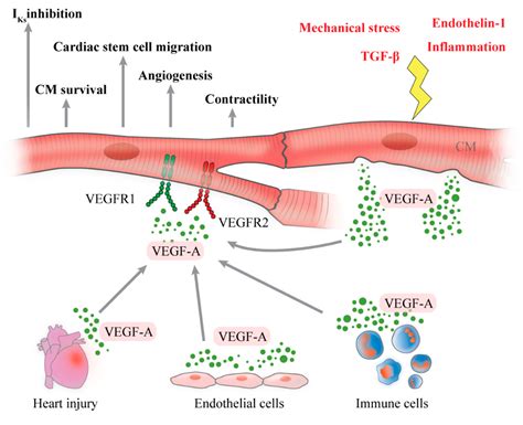 Ijms Free Full Text Vegf A In Cardiomyocytes And Heart Diseases