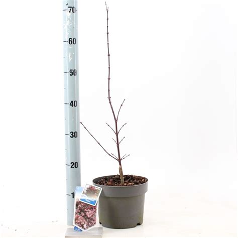 Acer Palmatum Pixie — Plant Wholesale Floraccess