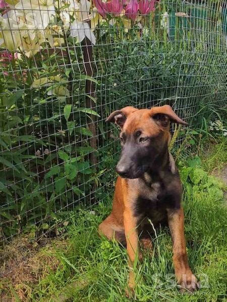 Ss Ua Цуценята бельгійської вівчарки малінуа Вік Ціна 16000 Грн Оголошення