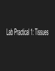 Lab Practical 1 Tissues Pdf Lab Practical 1 Tissues Course Hero
