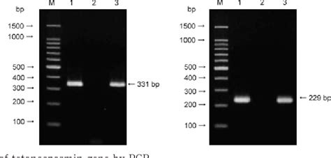 Figure 3 From Clostridium Tetani Semantic Scholar
