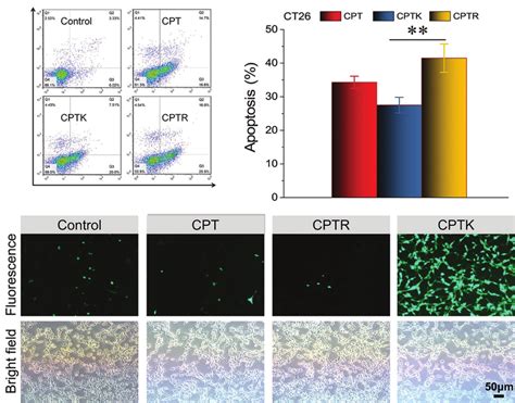 Measurement Of Apoptosis Rates Of Ct26 Cells Treated With Cpt Cptk Or