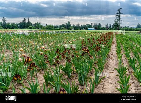 A Huge Field Of Iris Flowers In Salem Oregon Stock Photo Alamy