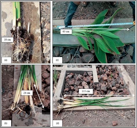 Photographic View Of Growth Of Root Matrix And Stem In Bbhcw