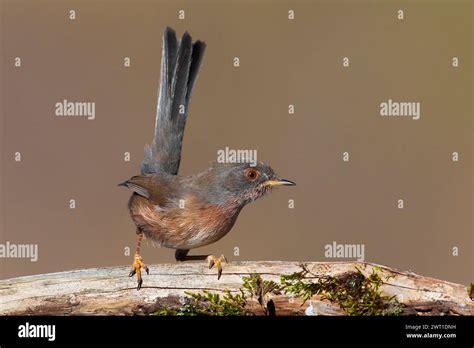 Dartford Warbler Sylvia Undata Curruca Undata Male Perching On A