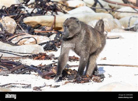 South African Baboon