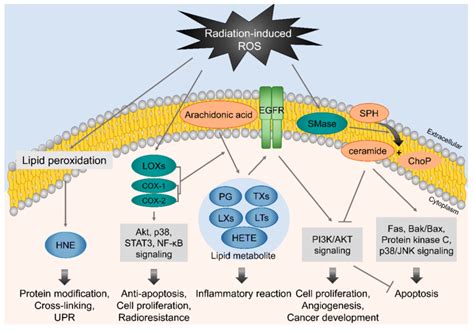 Radiation Induced Lipid Peroxidation And Ceramide Signaling Exposure