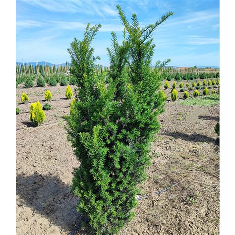 Taxus media 'Hicksii' - Градински център и разсадник Тис