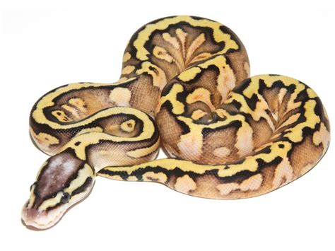 Morph List World Of Ball Pythons