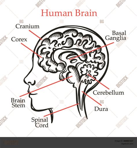 Human Brain Outline Vector And Photo Free Trial Bigstock