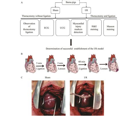 The Journal Of Biomedical Research