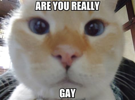 You Are You Are Gay Meme Polresync