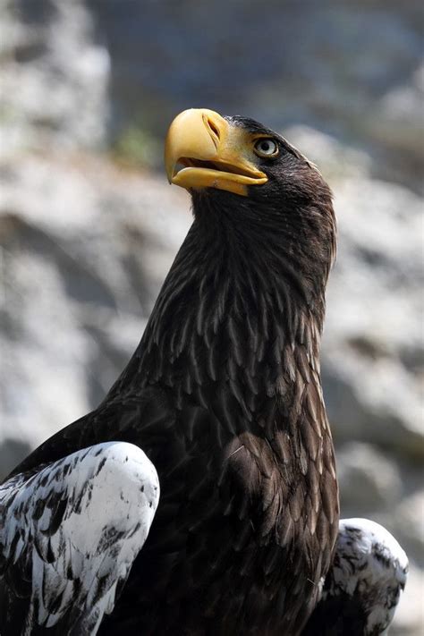 Haliaeetus Pelagicus Steller S Sea Eagle Birds Of Prey Big Cats Art