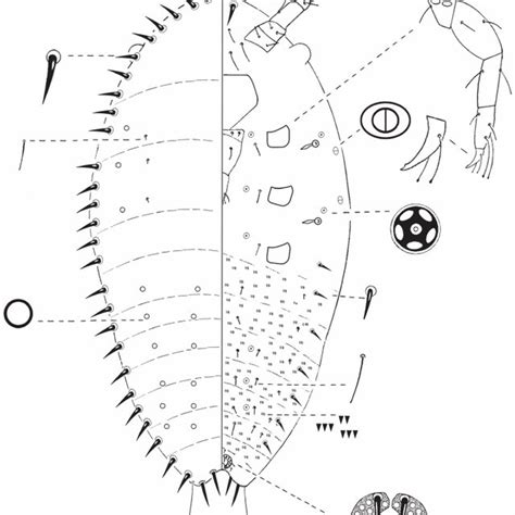 Nidularia Balachowskii Bodenheimer First Instar Nymph Download