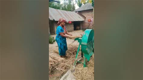 গরু ছাগলের খাবারের জন্য খড় কাটা হচ্ছে 💜 Youtube