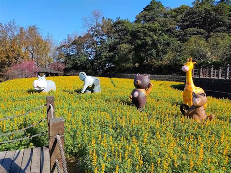 樟樹步道魯冰花海謝幕倒數，快來一睹金春好風光 臺北旅遊網