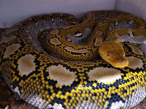 Bacan Reticulated Python Traits Morphpedia